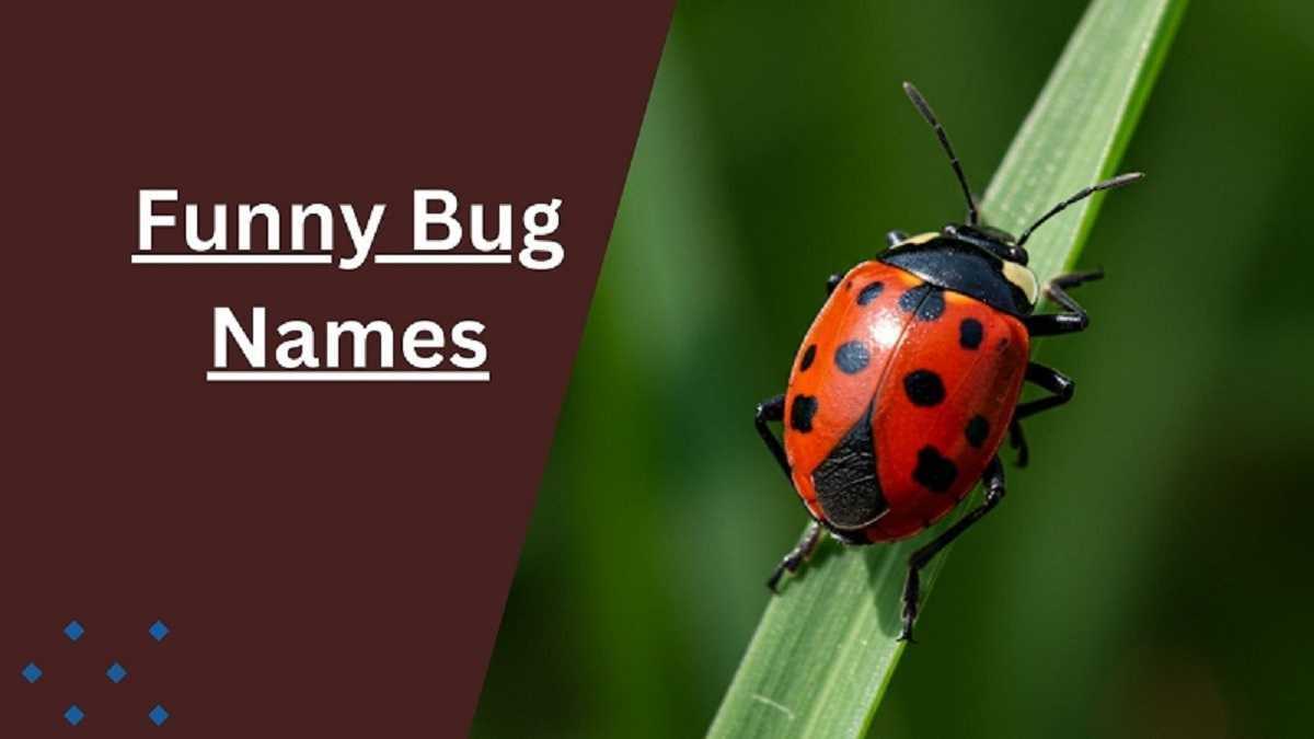 440+ Cute & Funny Budgie Names - Names Pick