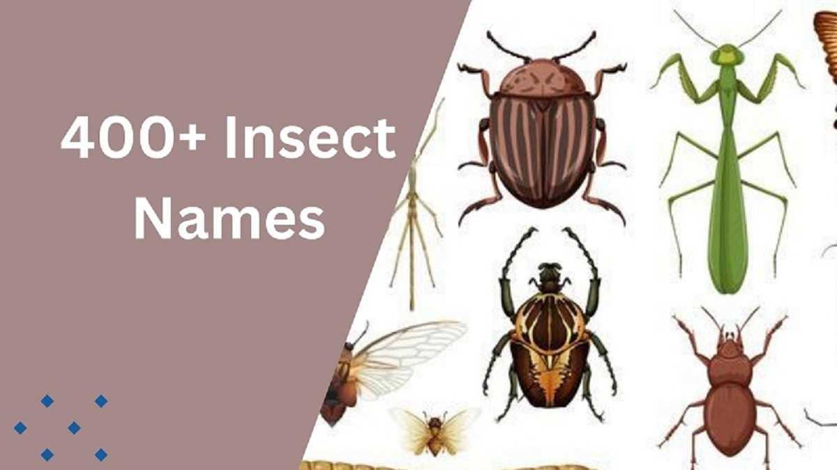 400+ Cute, Cool & Funny Insect Names - Names Pick